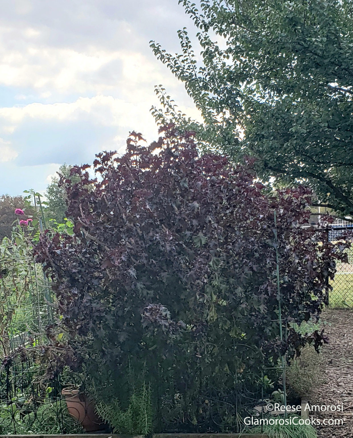 How to Grow, Harvest and Cook with Shiso - Glamorosi Cooks