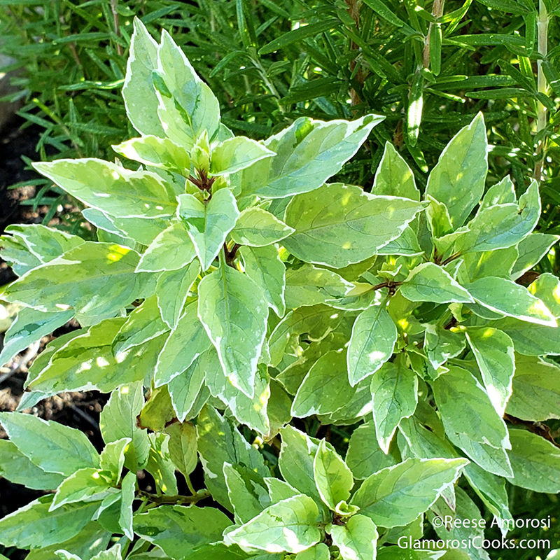 Classic Basil Pesto Recipe - Glamorosi Cooks